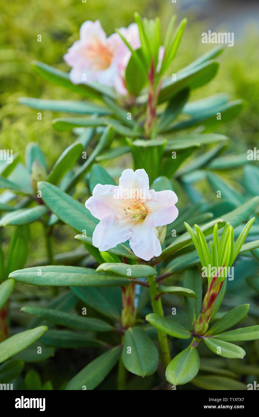 Big light pink azalea bush in the garden. Season of flowering azaleas ...