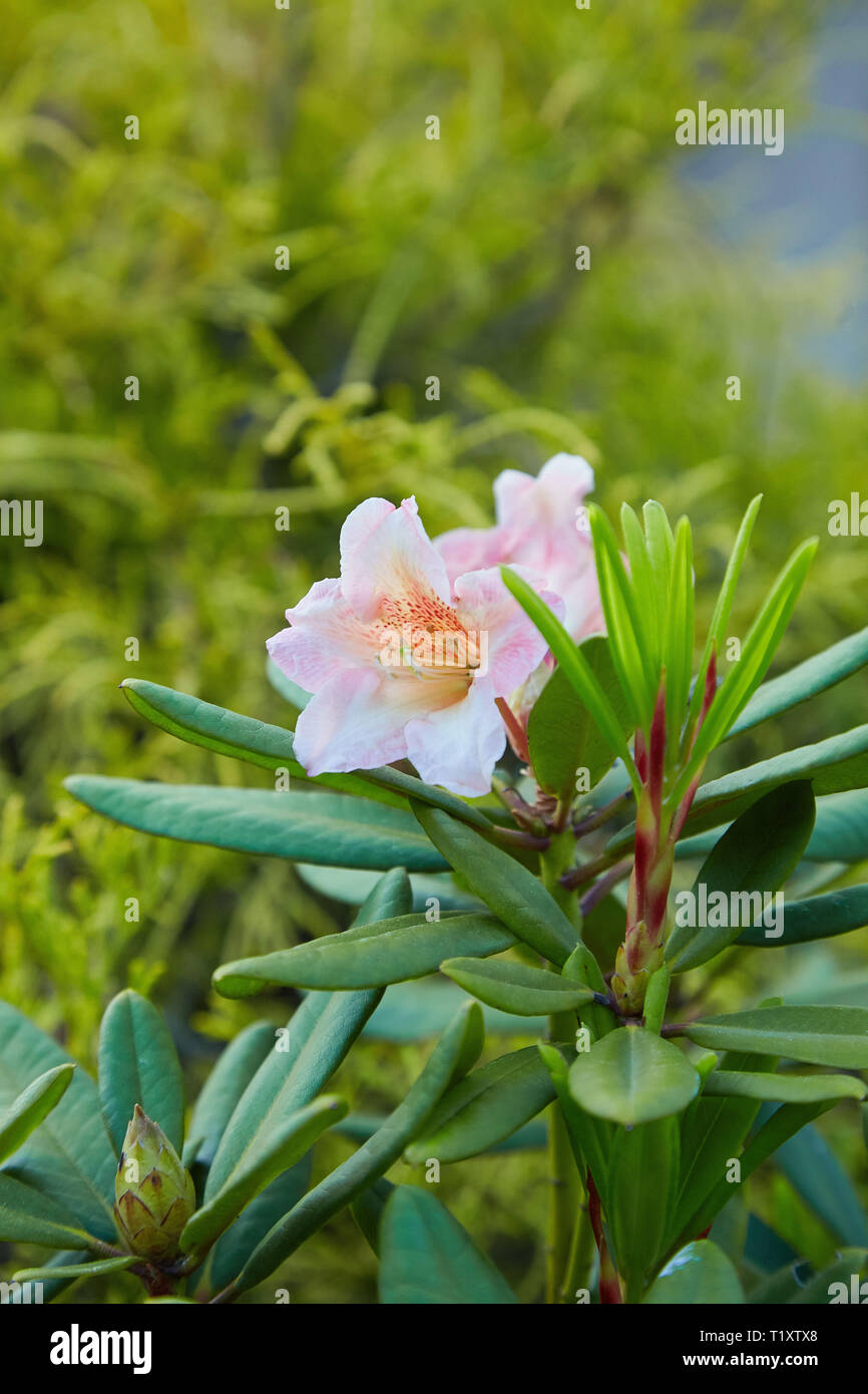 Big light pink azalea bush in the garden. Season of flowering azaleas ...