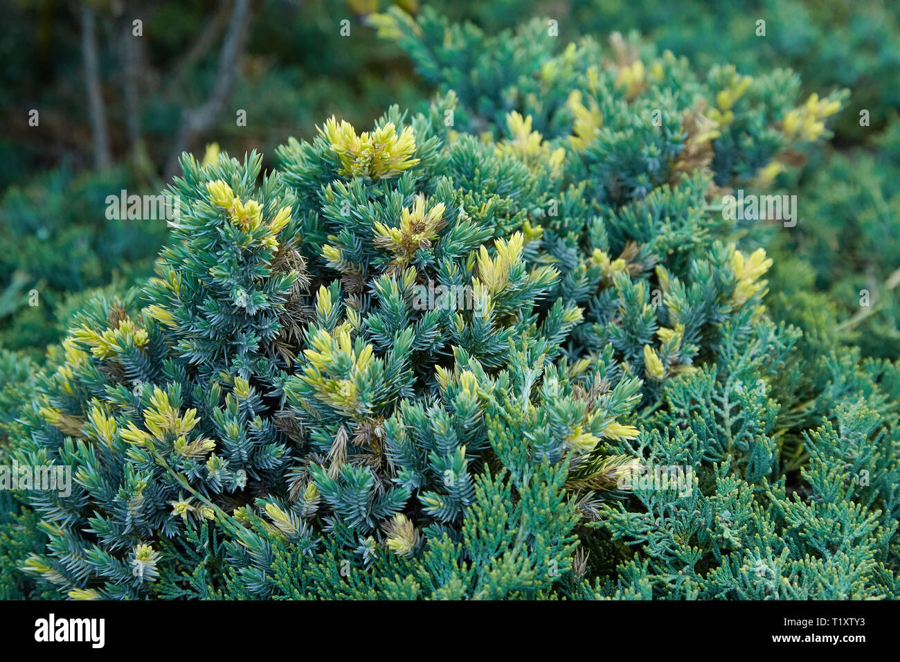 Spruce bumps hi-res stock photography and images - Alamy
