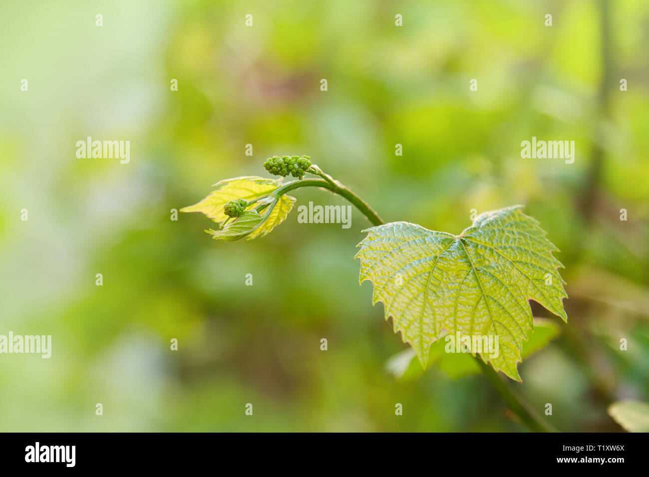 Baby Grapes. Closeup of view in beginning stage. Green flowers. The ...