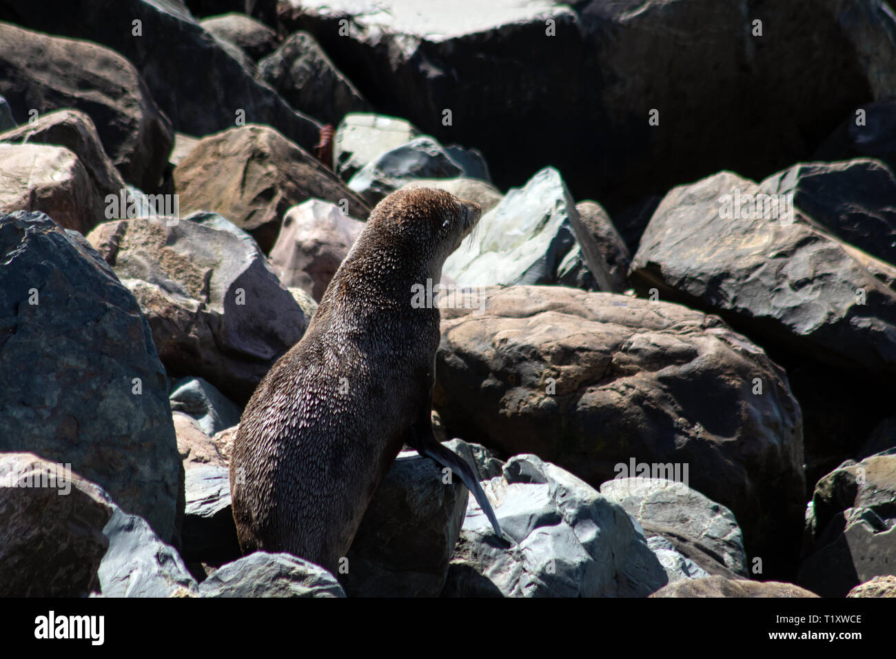 New Zealand fur seal on the rocks at Oamaru, South Island, New Zealand ...