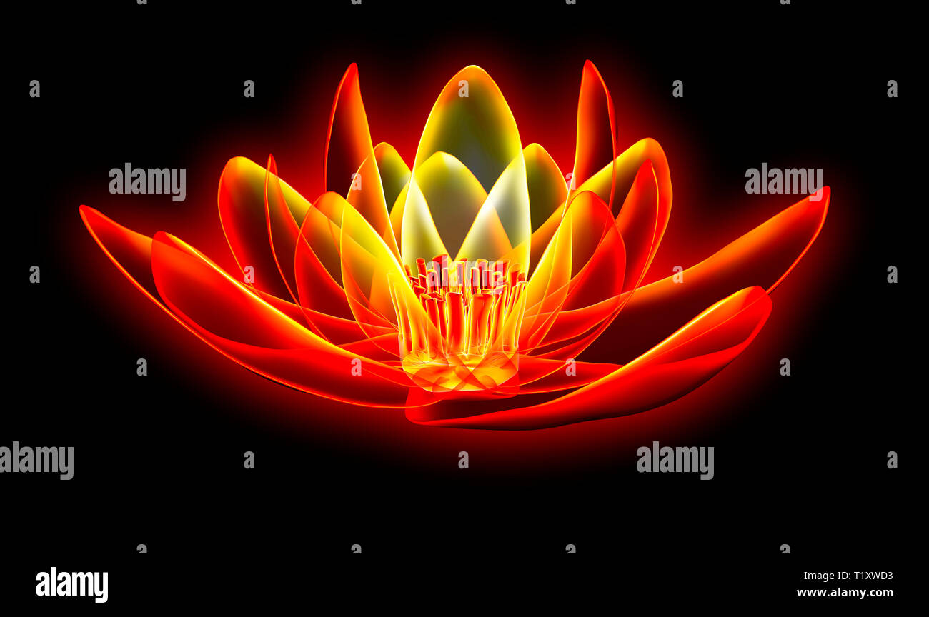 x-ray image of a flower isolated on black, the lotus 3d illustration ...