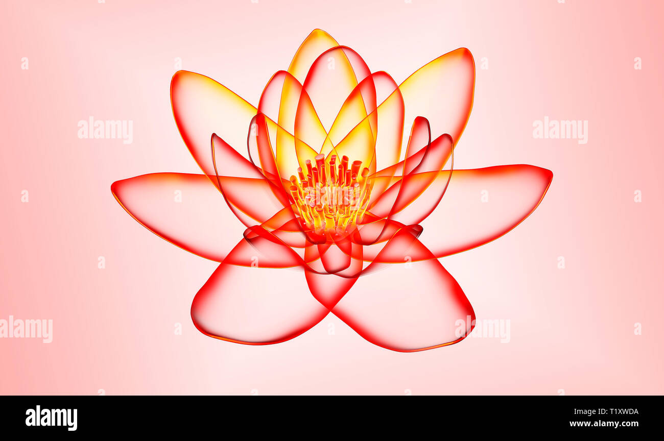 x-ray image of a flower isolated on white, the lotus 3d illustration ...