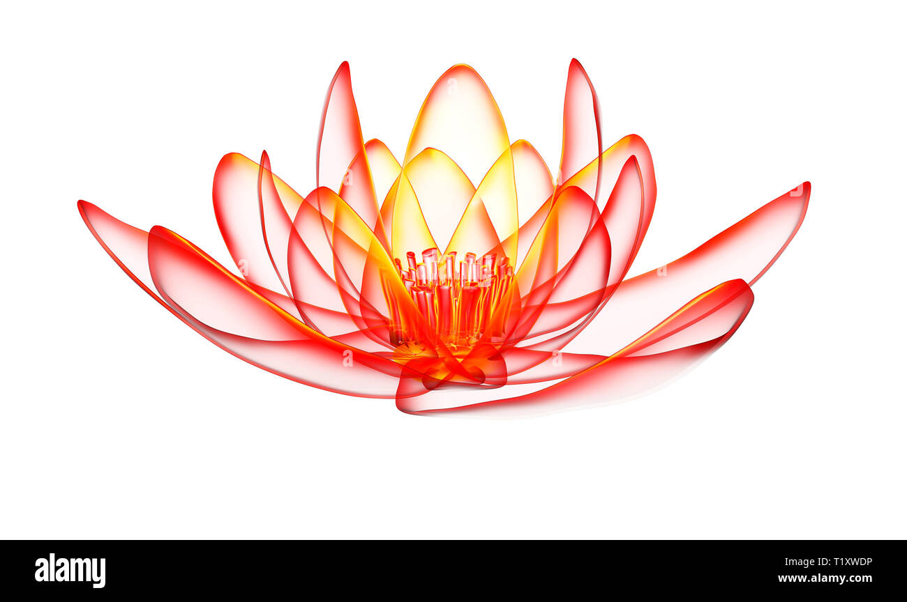 x-ray image of a flower isolated on white, the lotus 3d illustration ...