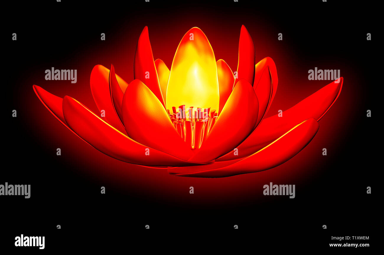 x-ray image of a flower isolated on black, the lotus 3d illustration ...