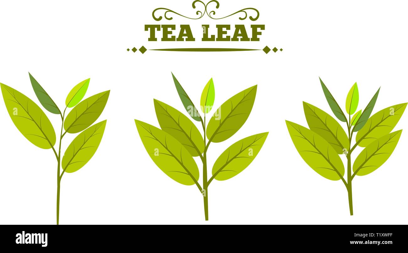 Set of green tea leaves isolated on a white background. Tea leaf with ...