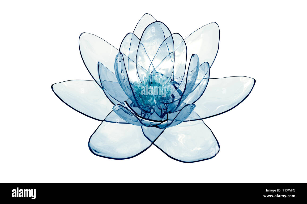 X Ray Lotus Flower at Melvin Murillo blog