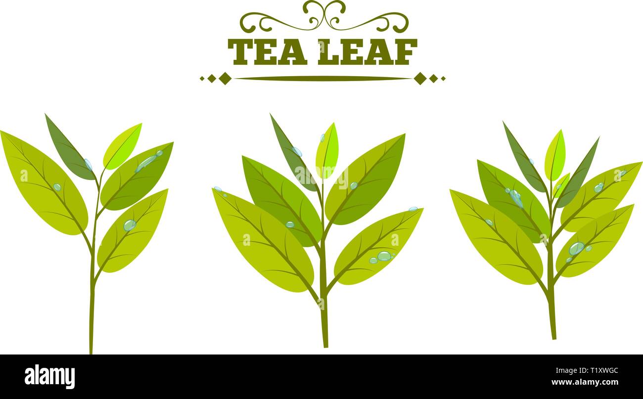 Set of green tea leaves isolated on a white background. Tea leaf with ...