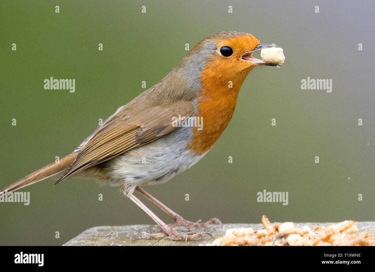 Robin redbreast flying uk hi-res stock photography and images - Alamy