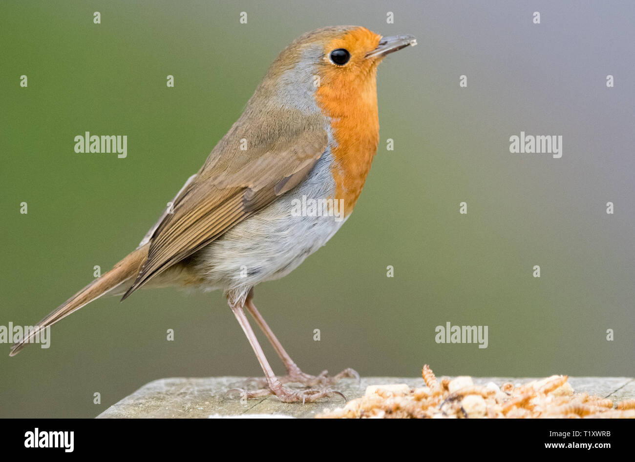 European Robin (Erithacus Rubecula Stock Photo - Alamy