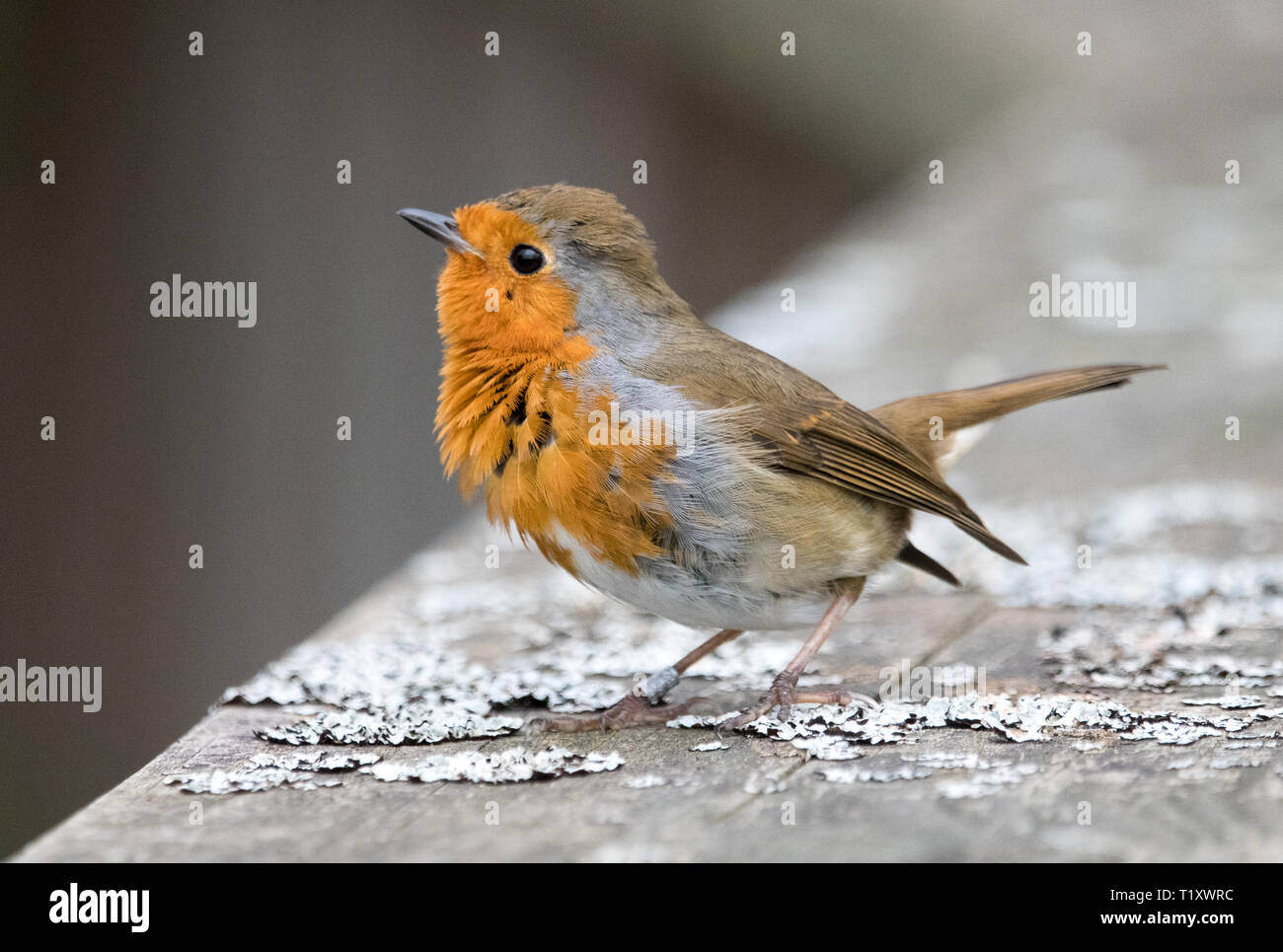 Angry robin hi-res stock photography and images - Alamy