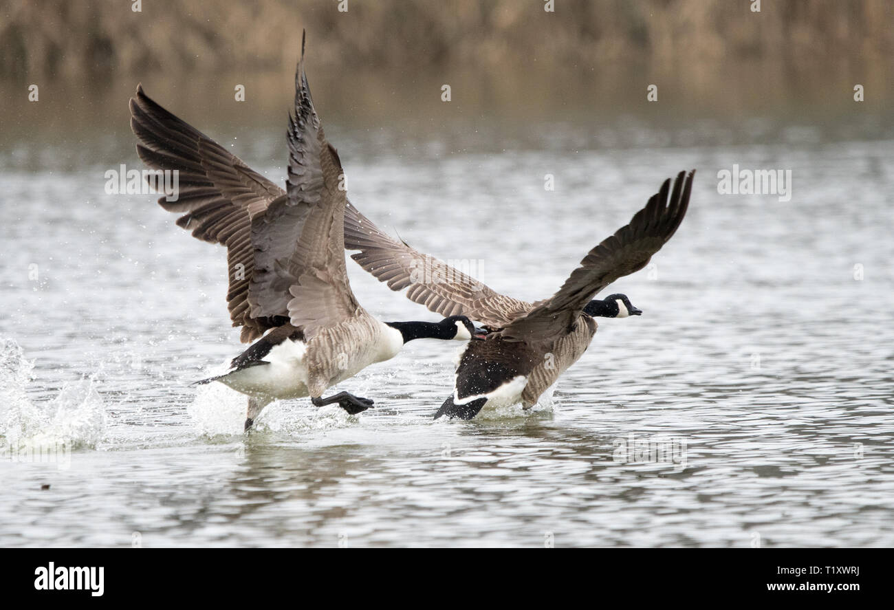 Geese fighting hi-res stock photography and images - Alamy