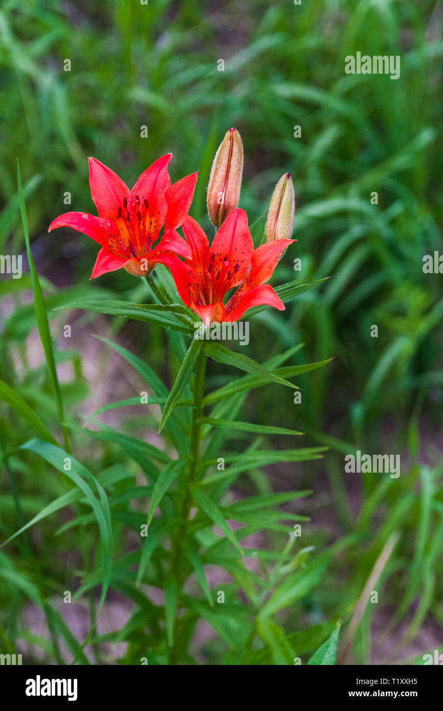 Red lily flowers of Siberia. Shores of Tunguska river. Krasnoyars ...