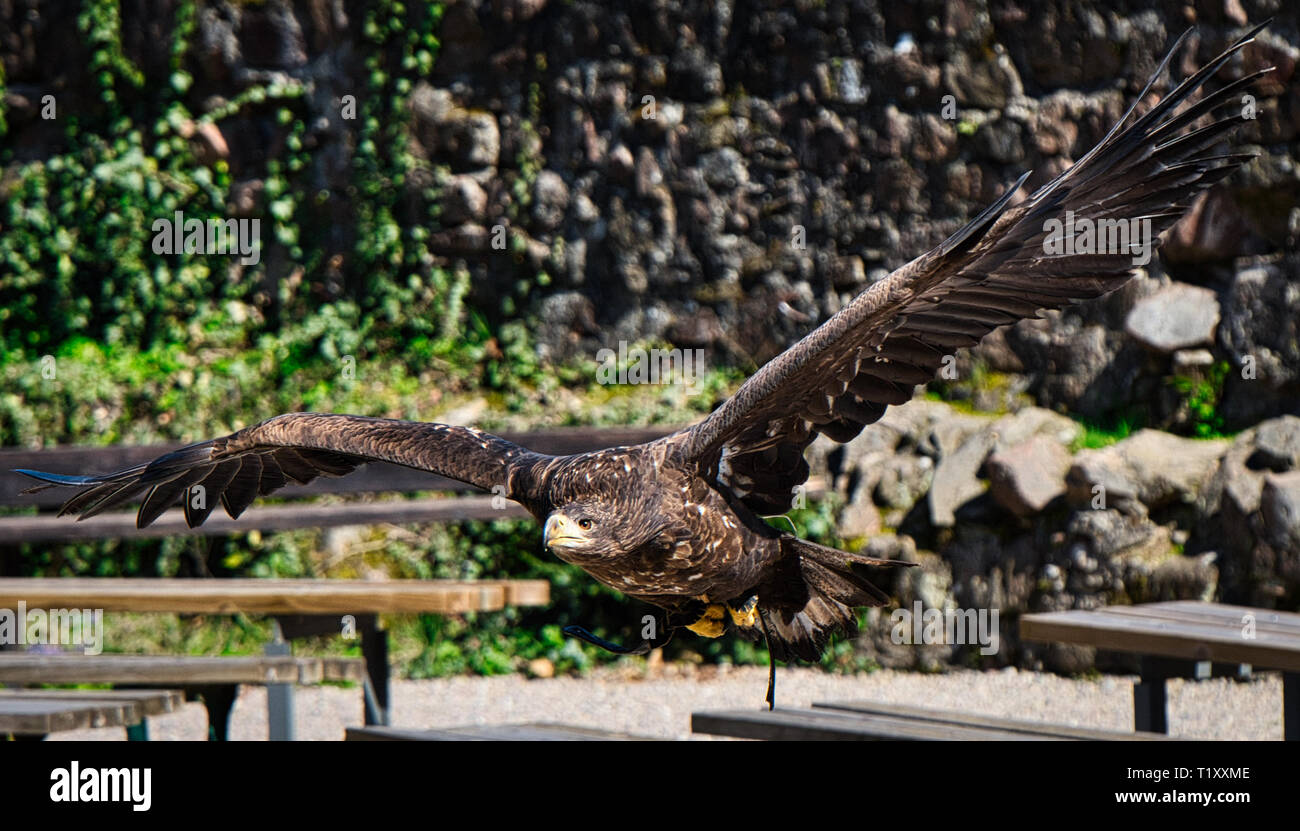 Eagle Wild Bird Stock Photo - Alamy