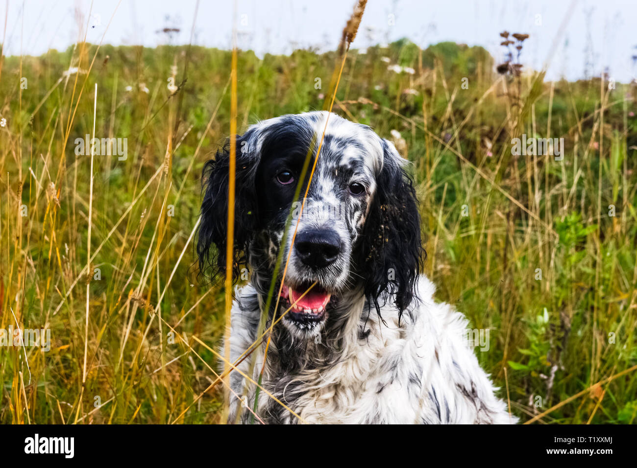 White english setter puppy hi-res stock photography and images - Alamy