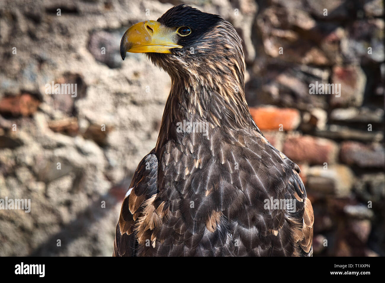 Eagle Wild Bird Stock Photo - Alamy