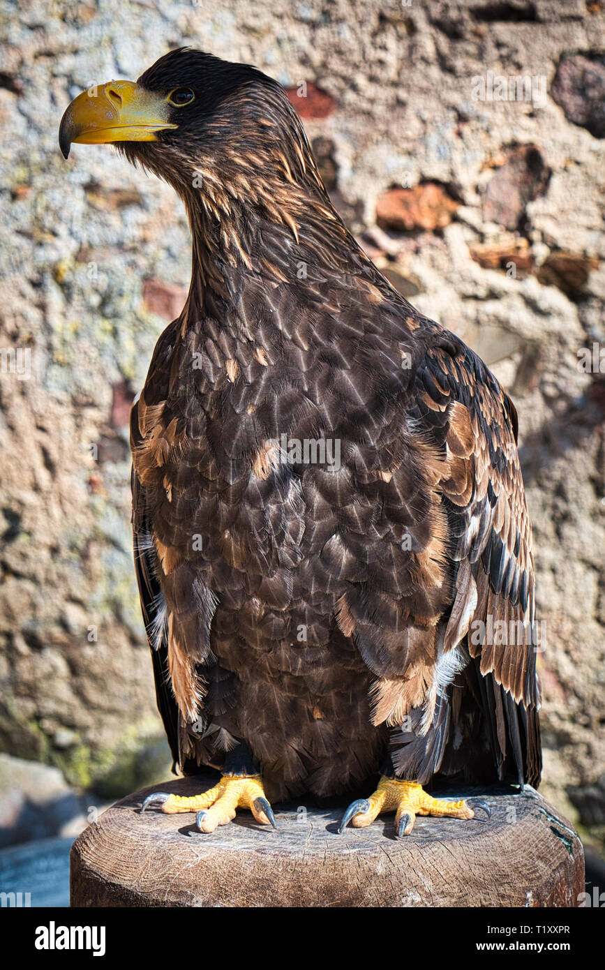 Eagle Wild Bird Stock Photo - Alamy