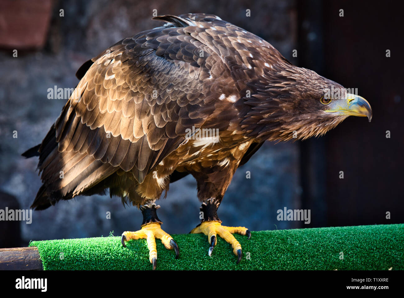 Eagle Wild Bird Stock Photo - Alamy