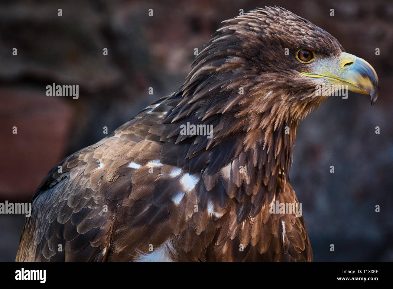 Eagle Wild Bird Stock Photo - Alamy