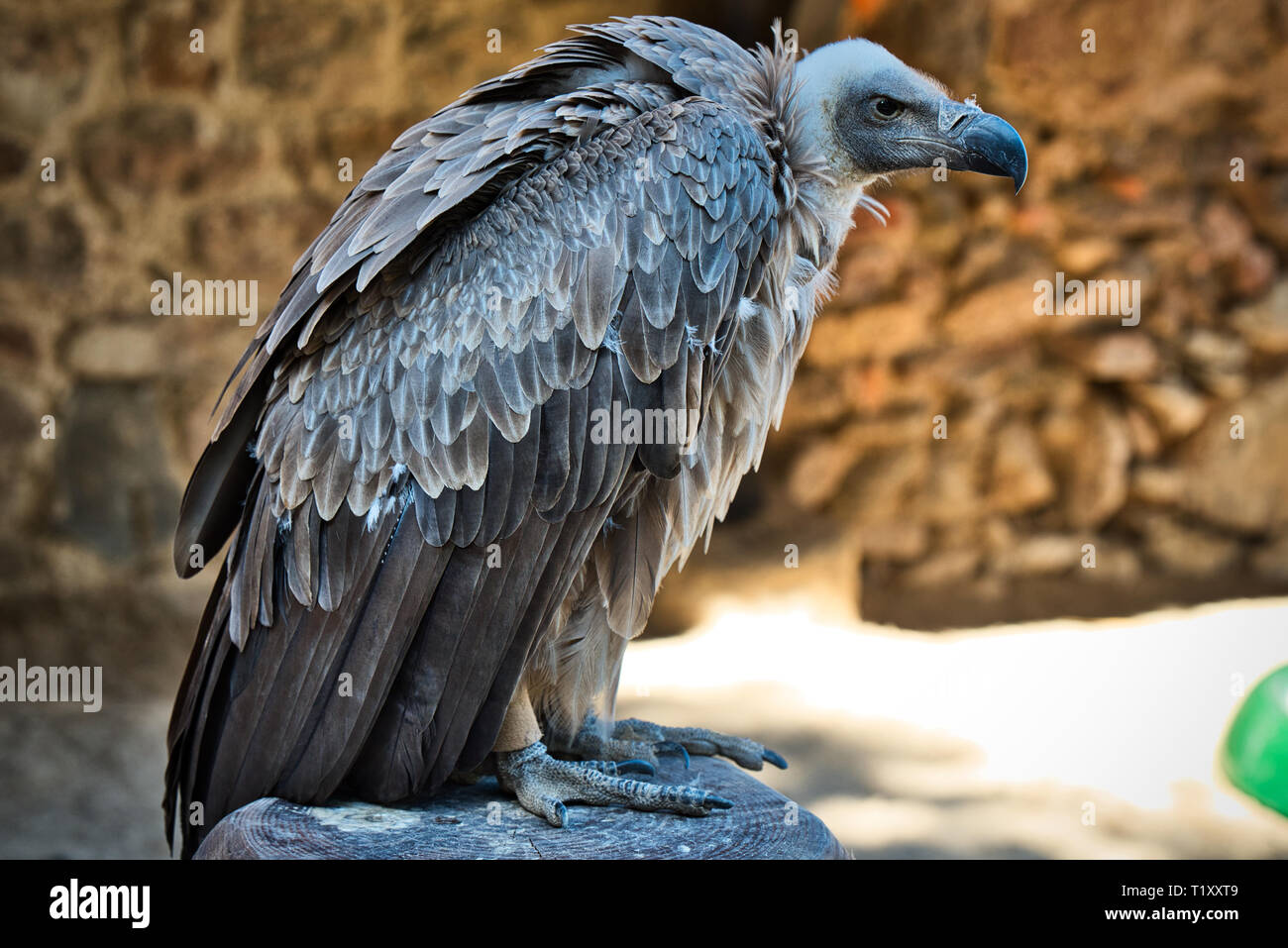 Eagle Wild Bird Stock Photo - Alamy