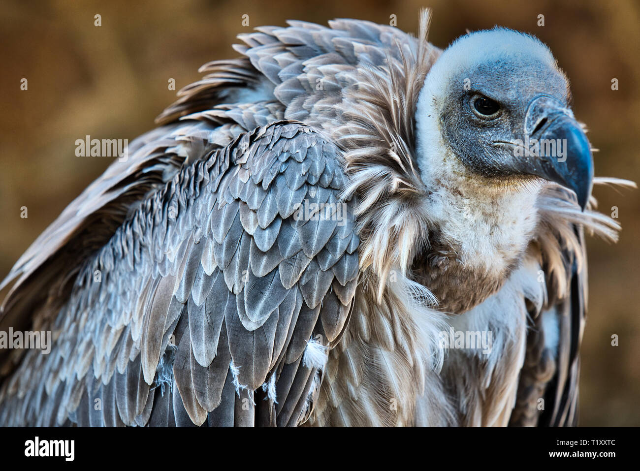 African Sea Bird High Resolution Stock Photography and Images - Alamy