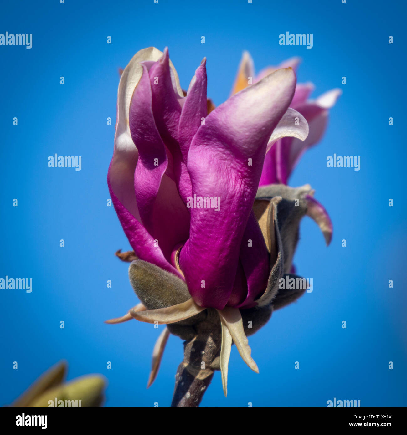 Magnolia blossoms open at the National Arboretum in Washington, DC ...