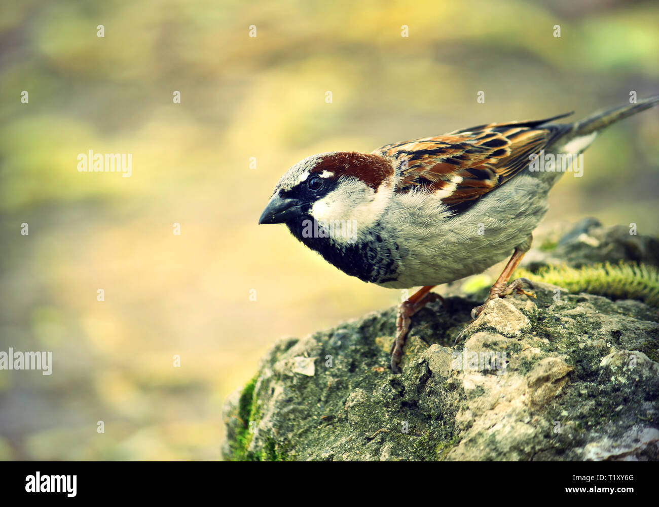 Side view sparrow sitting on hi-res stock photography and images - Alamy