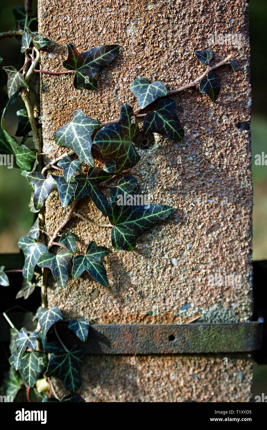 A wall of common ivy. Usable as a background or texture. Also known as ...