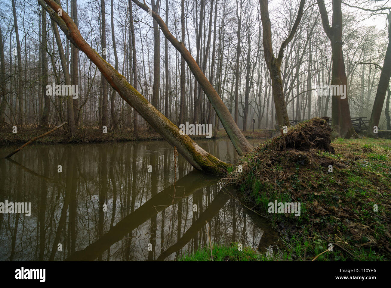 Robecsky potok river in Peklo valley in czech turist region Machuv kraj ...