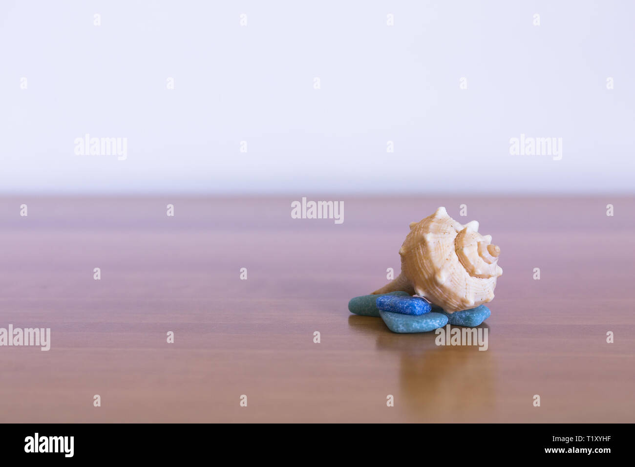 Shell sea shape nature home hi-res stock photography and images - Alamy