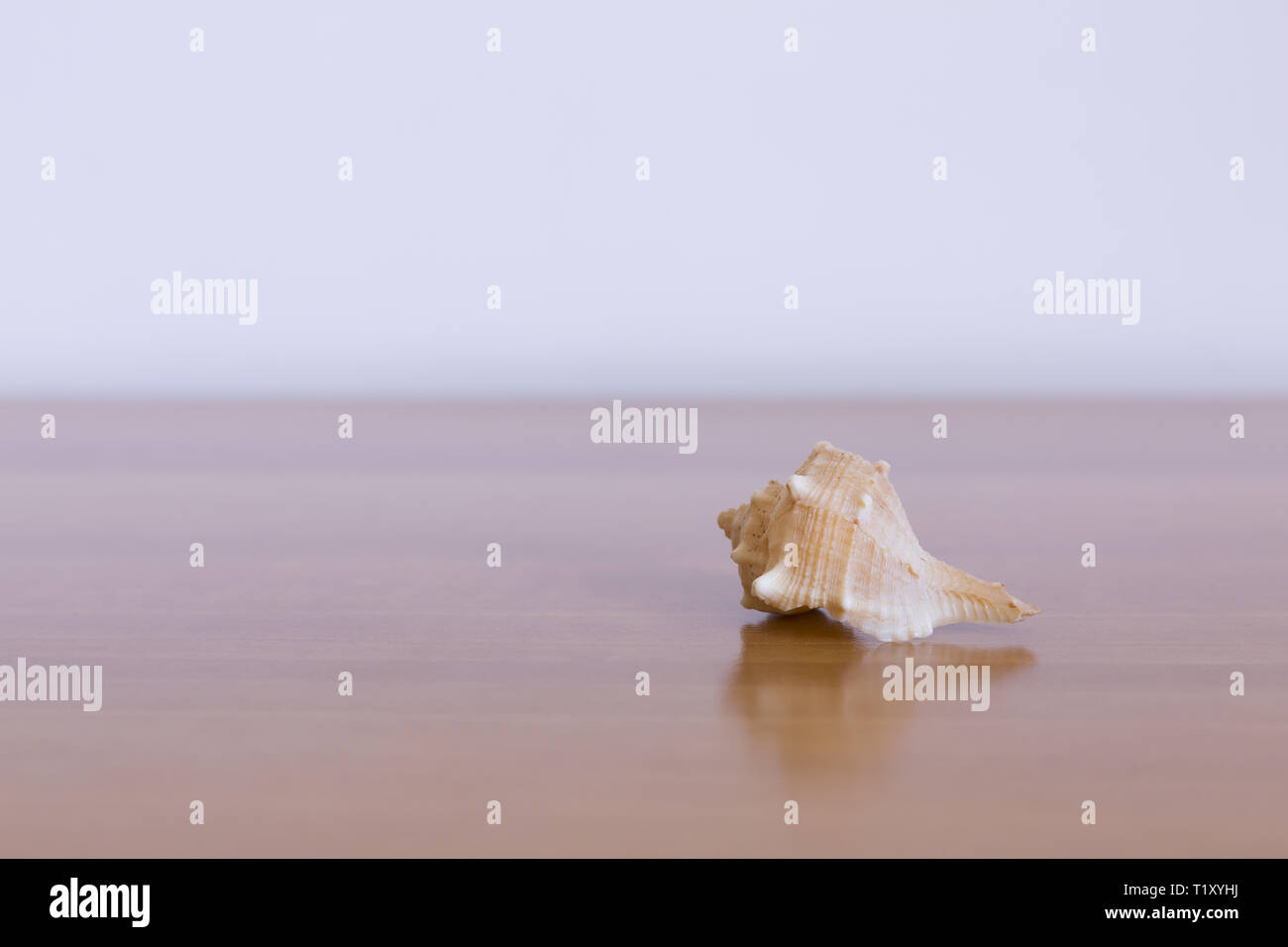 Shell finding hi-res stock photography and images - Alamy