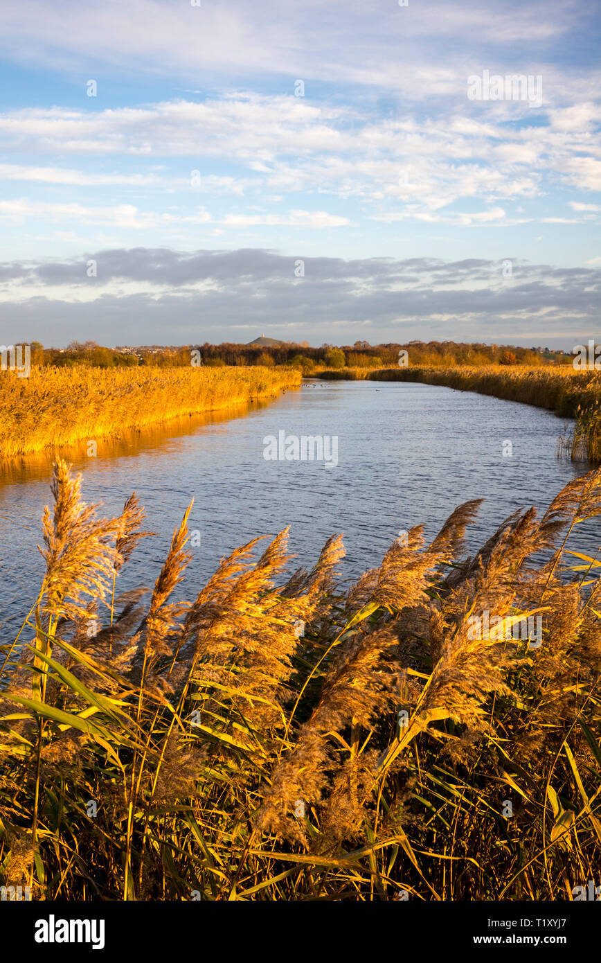 Somerset marsh hi-res stock photography and images - Alamy