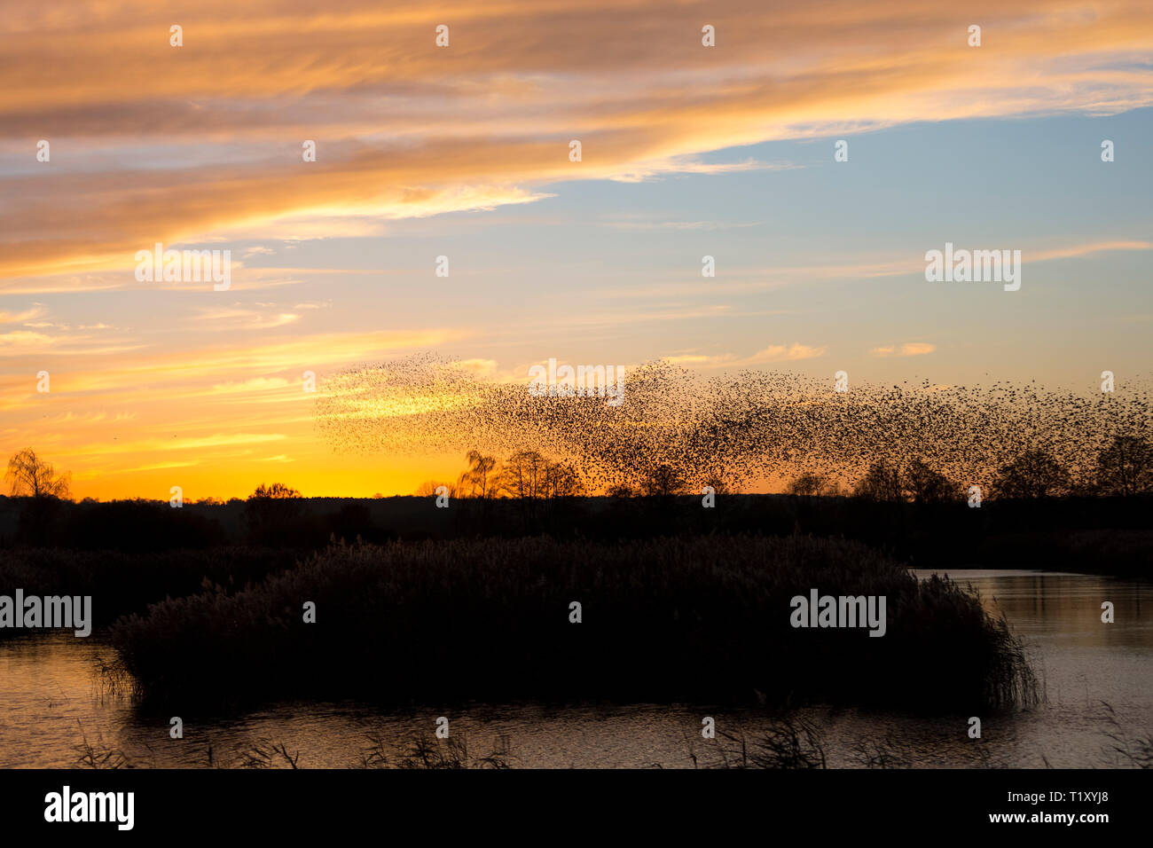 Spectacular sunset murmuration of starlings, thousands of birds shape ...