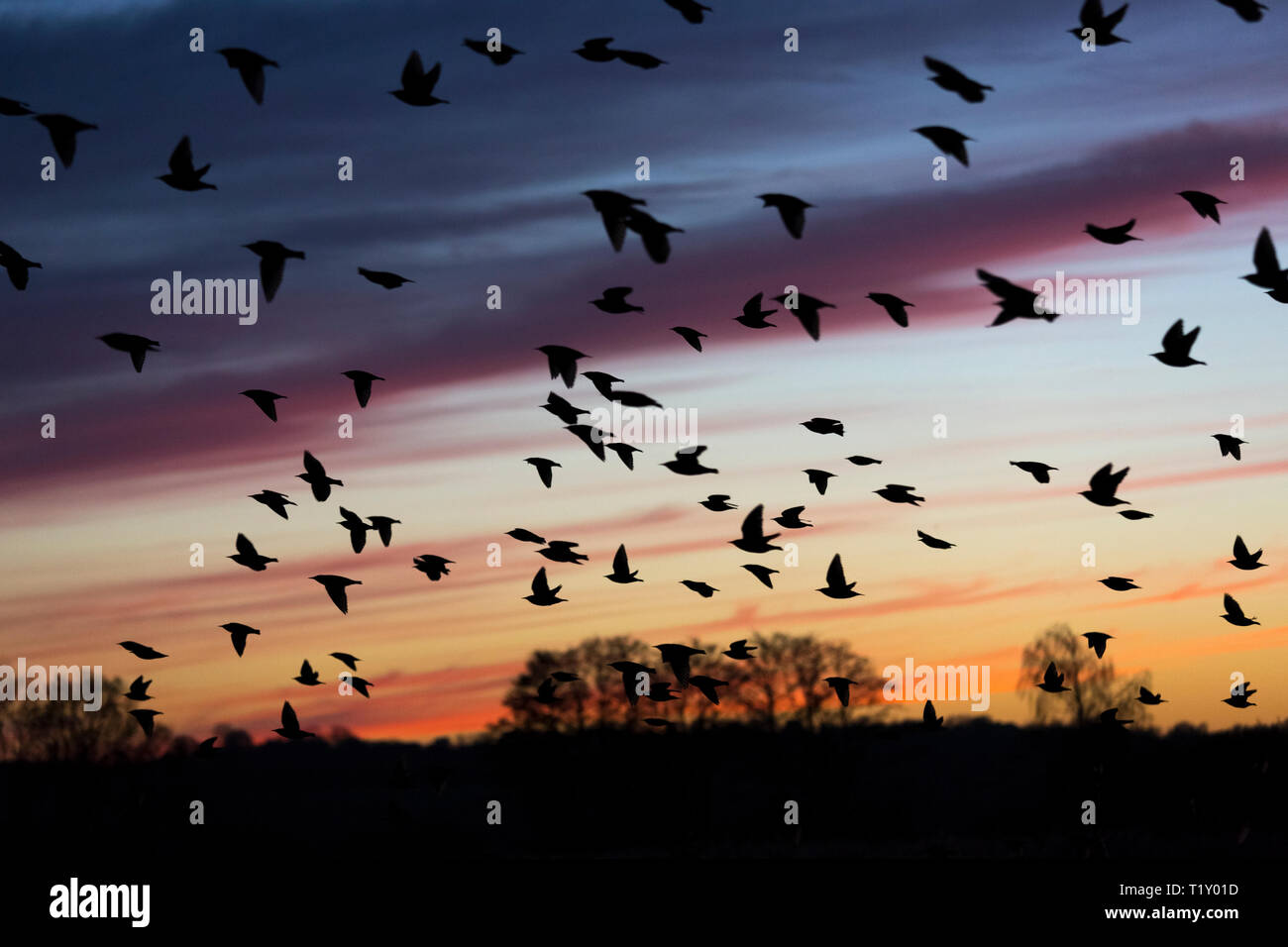 Spectacular sunset murmuration of starlings, thousands of birds shape ...