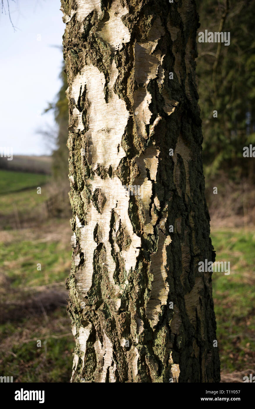 Trunk of Silver Birch tree, Betula pendula, UK Stock Photo - Alamy