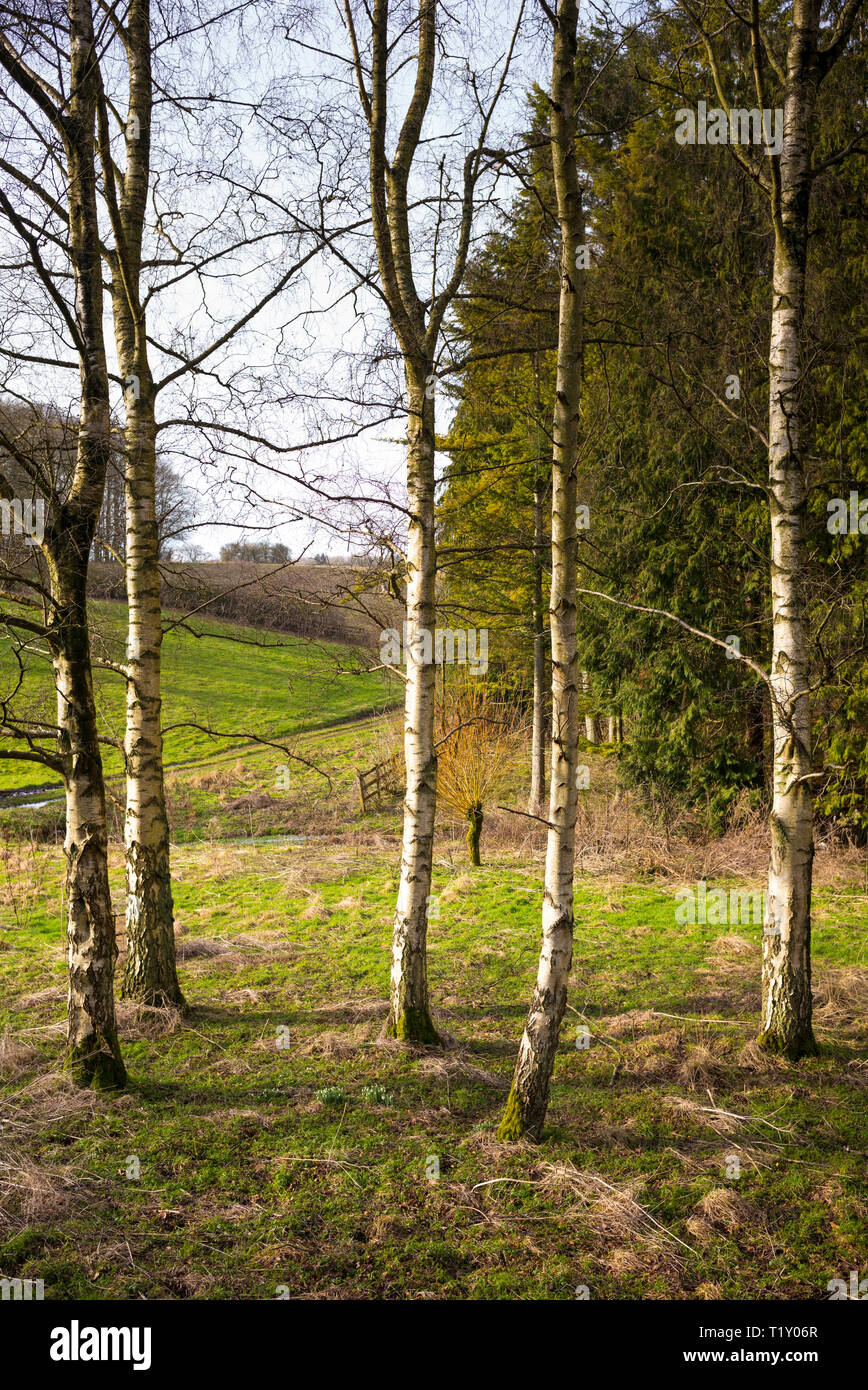 Silver birch trees in group hi-res stock photography and images - Alamy