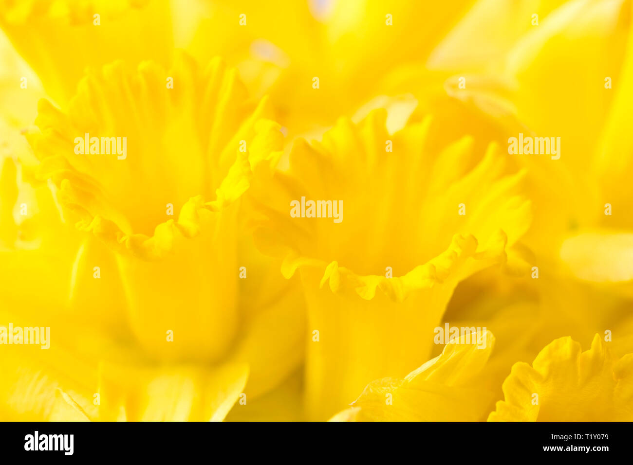 Frilly flower petals hi-res stock photography and images - Alamy