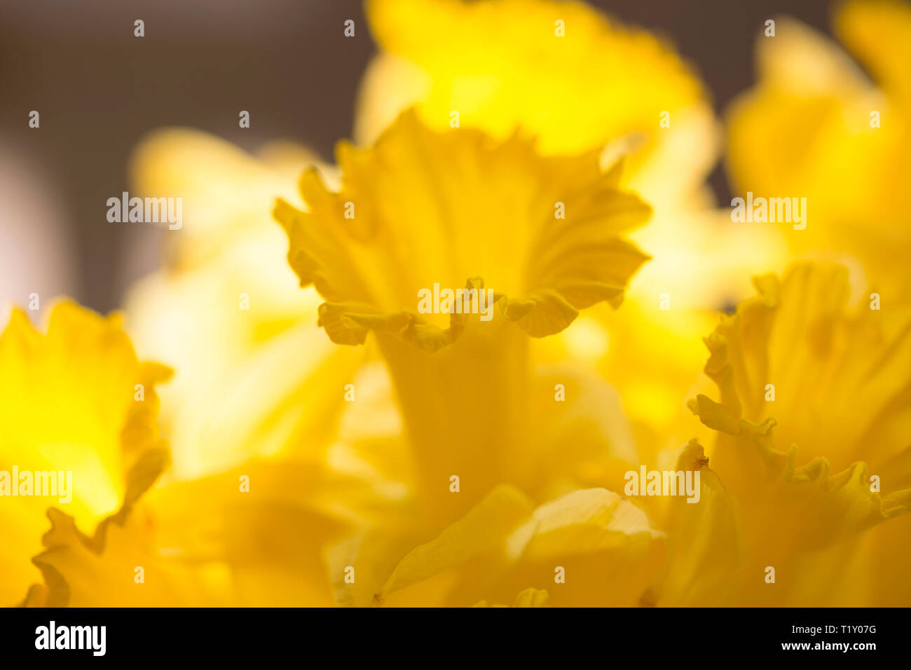 Close up of bloom of Daffodil spring flower, Narcissus, with frilly ...