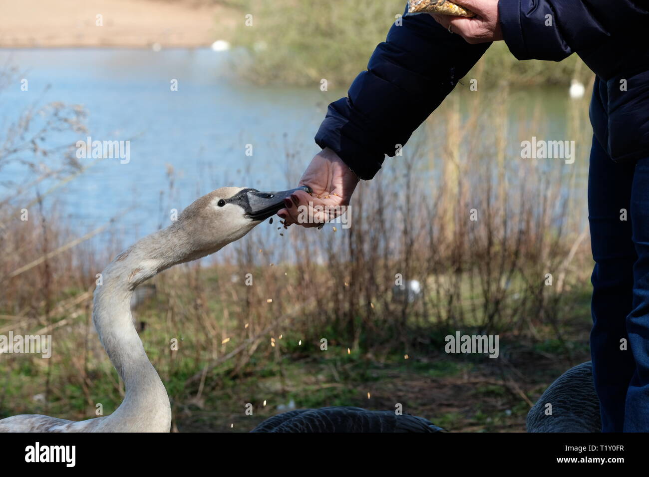 Hamsa swan hi-res stock photography and images - Alamy