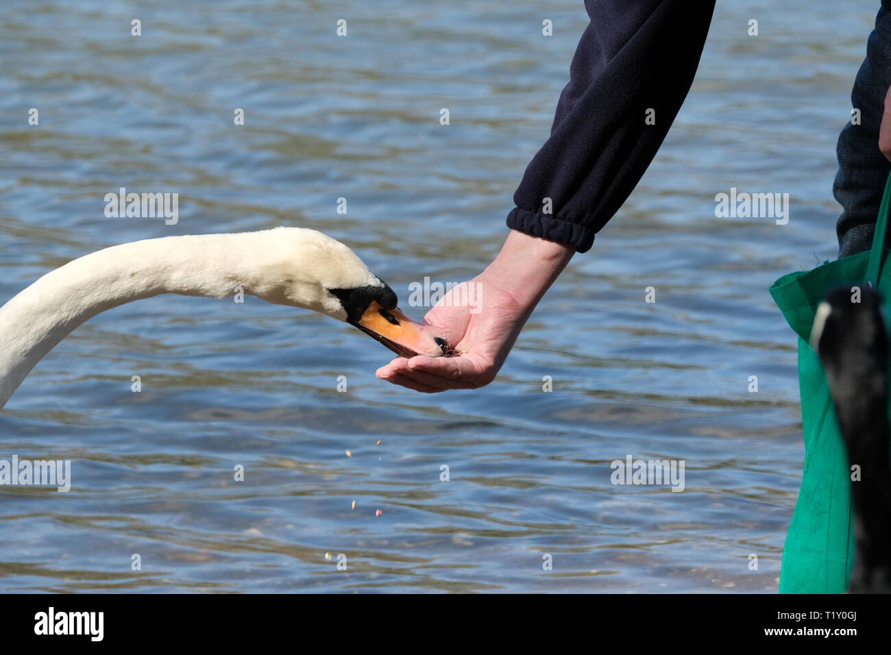 Irish swans swan hi-res stock photography and images - Alamy