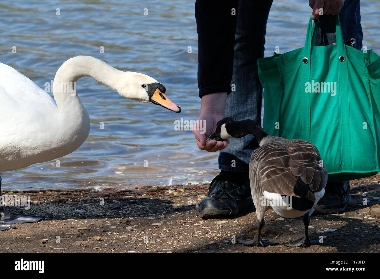 Human feeding swan hi-res stock photography and images - Alamy