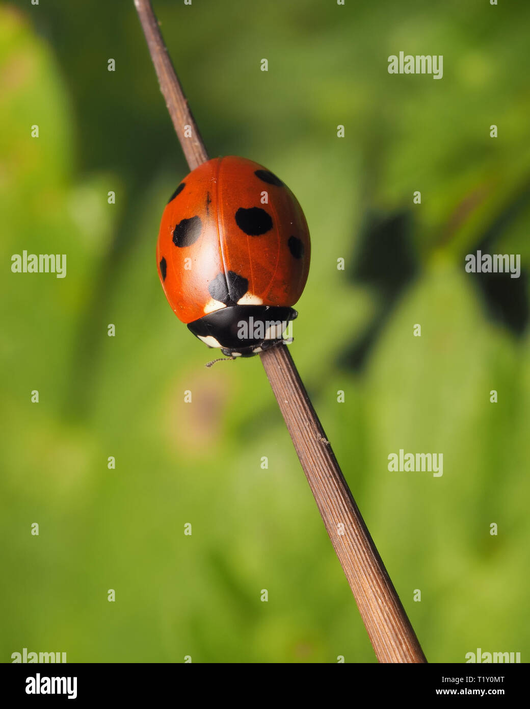 Ladybird Beetles Coccinellidae High Resolution Stock Photography and ...