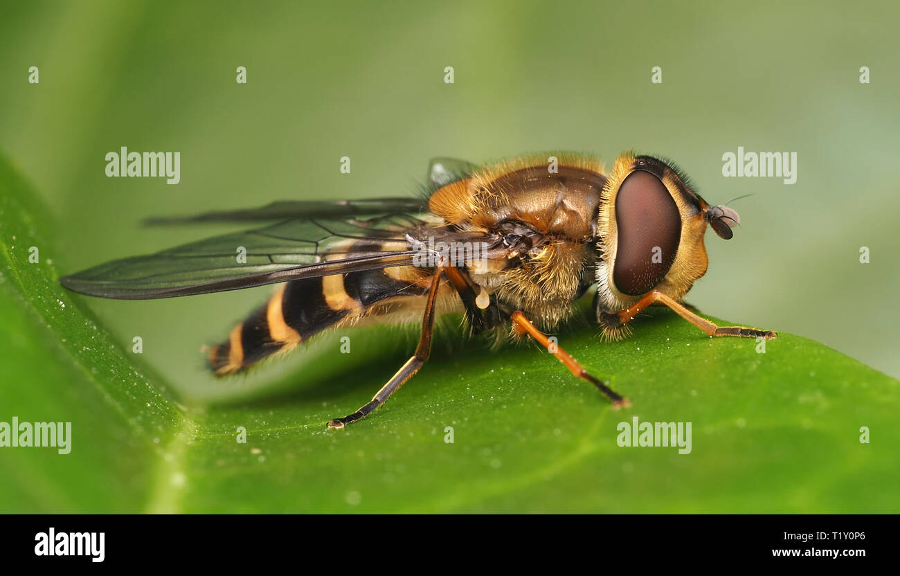 Female Syrphus torvus Hoverfly at rest on Cherry laurel leaf. Tipperary ...