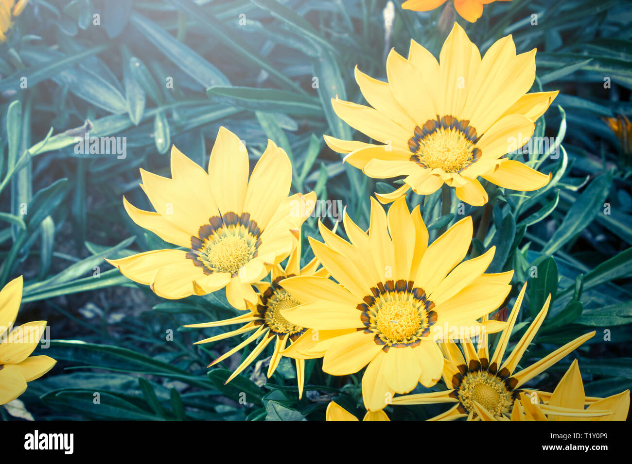 Vintage yellow flowers hi-res stock photography and images - Alamy