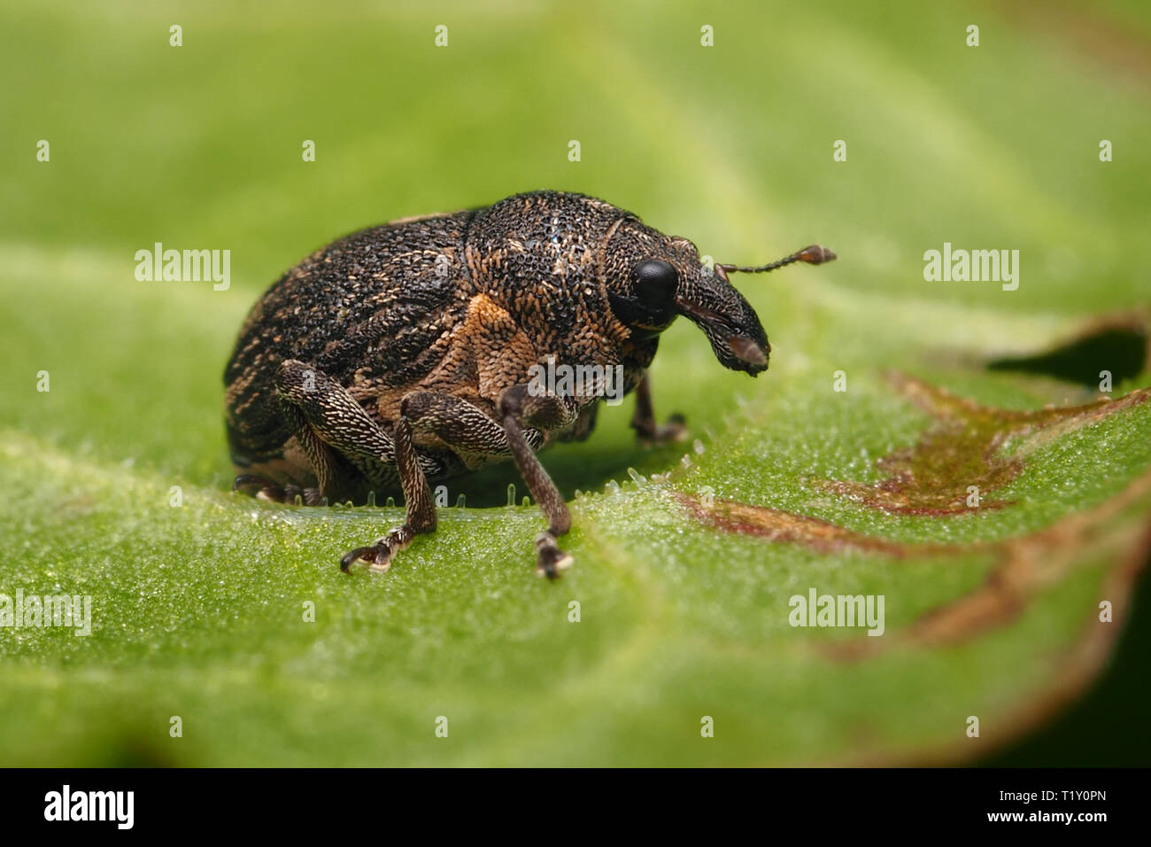 Rhinoncus pericarpius weevil resting on dock leaf. Tipperary, Ireland ...
