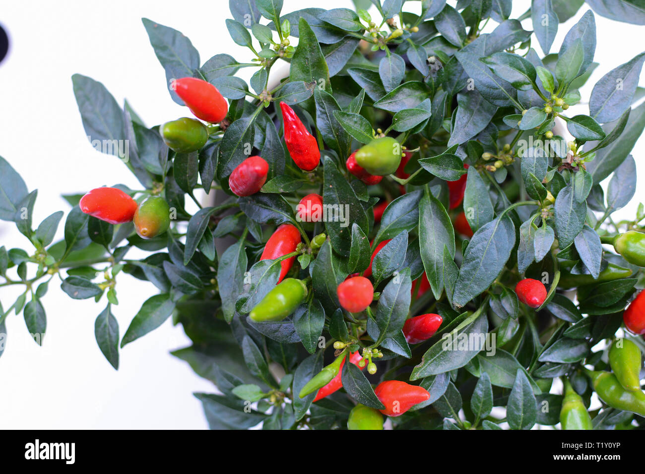 Red and green chilli peppers growing on a small plant Stock Photo - Alamy