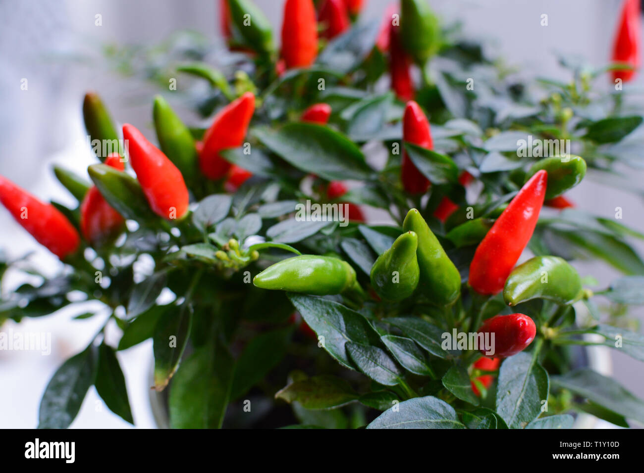 Red and green chilli peppers growing on a small plant Stock Photo - Alamy