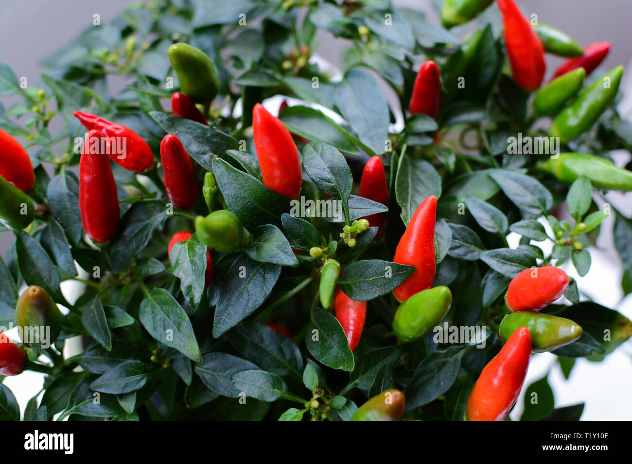 Red and green chilli peppers growing on a small plant Stock Photo - Alamy