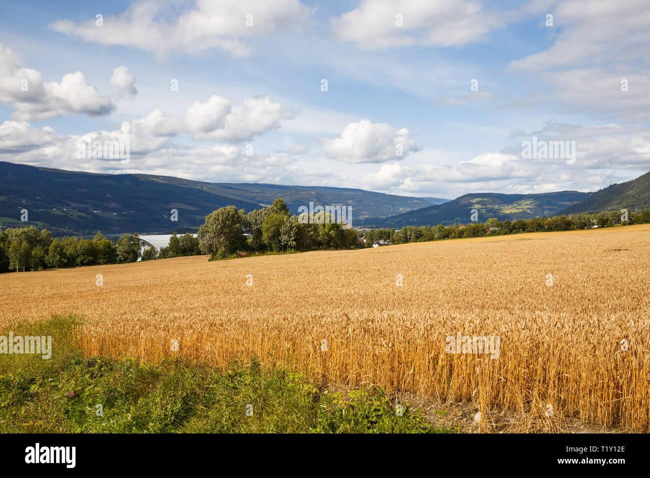 Landscape with wheat field, trees and mountains in Norway Stock Photo ...