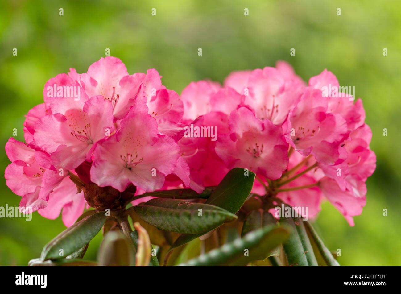 Blooming rhododendron in garden with green backround Stock Photo - Alamy